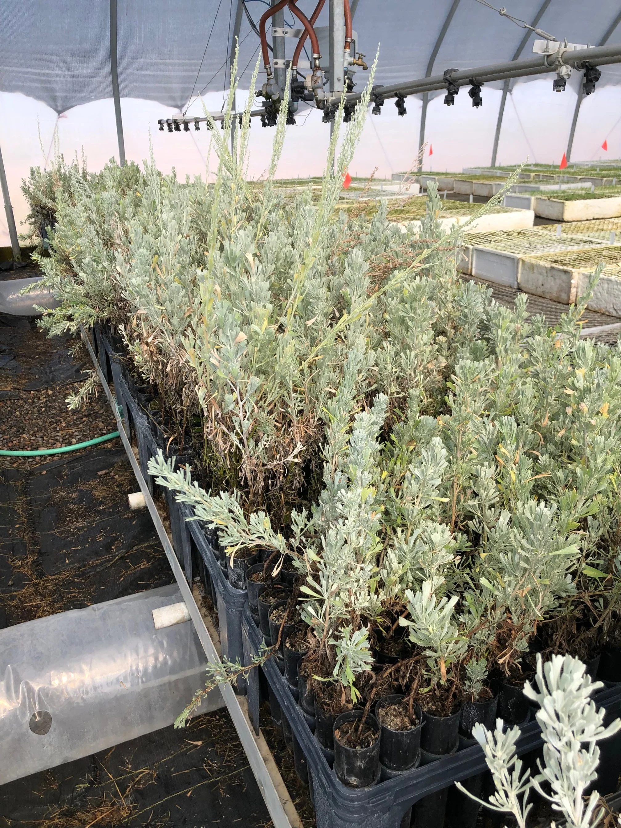 About 1 — North Fork Native Plants