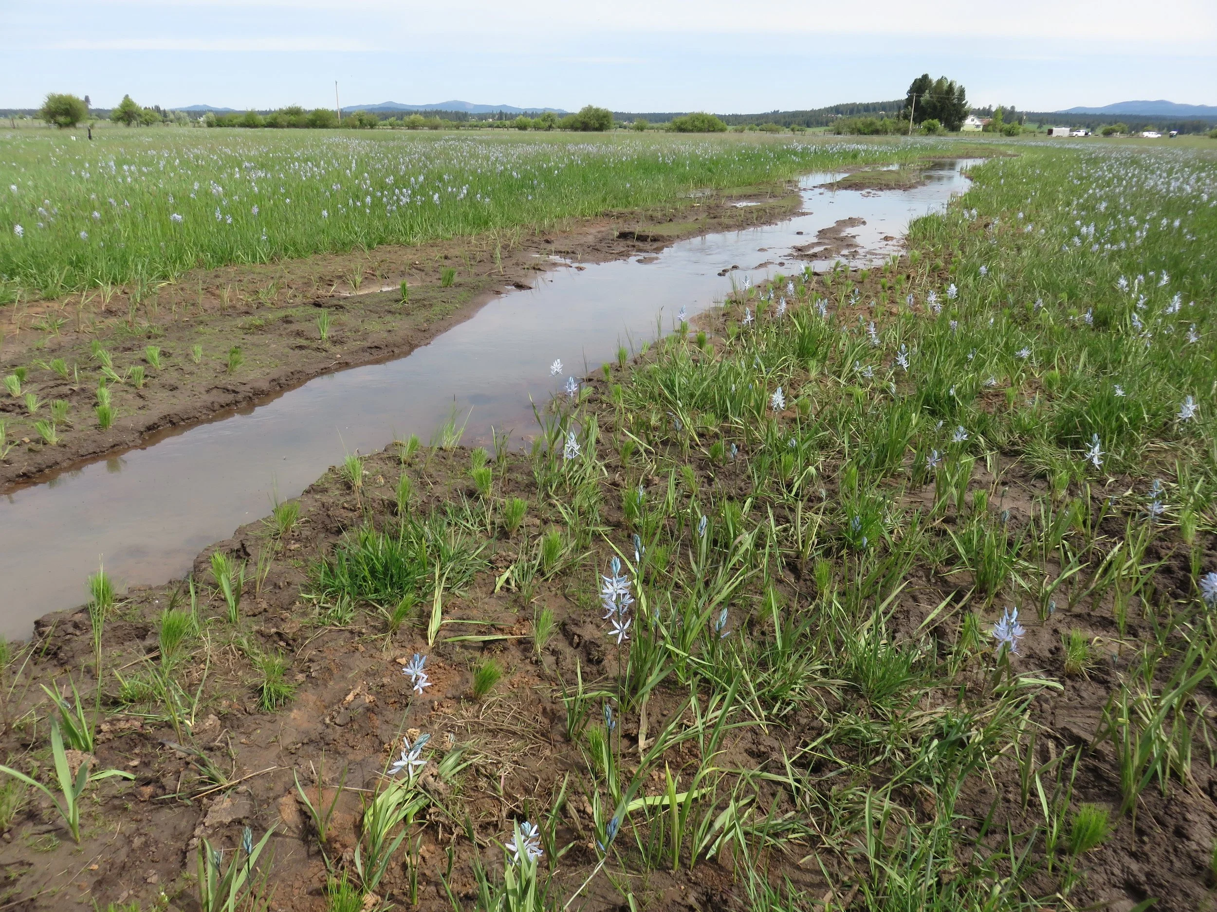 Restoration Services — North Fork Native Plants