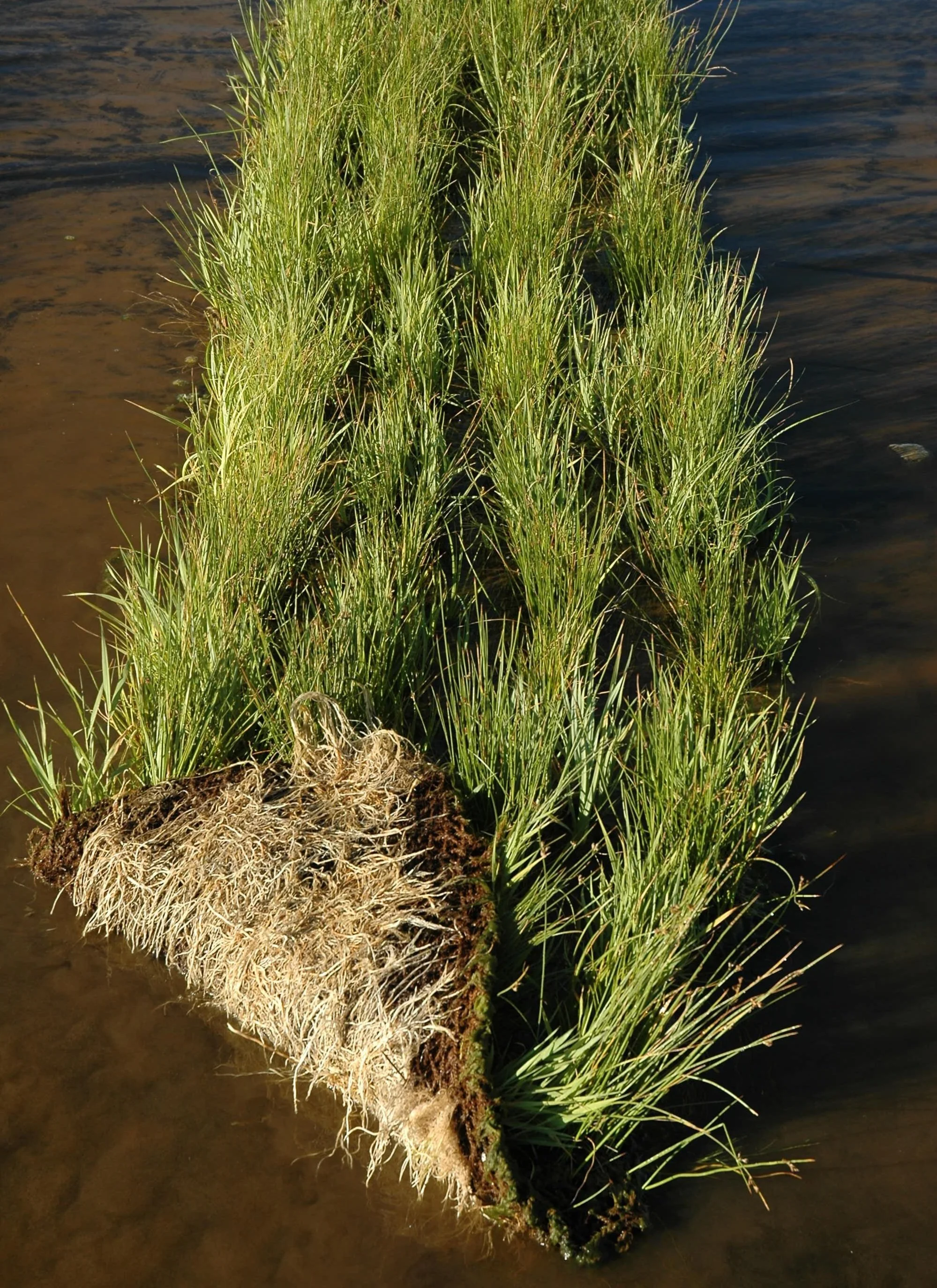 Wetland Sod — North Fork Native Plants