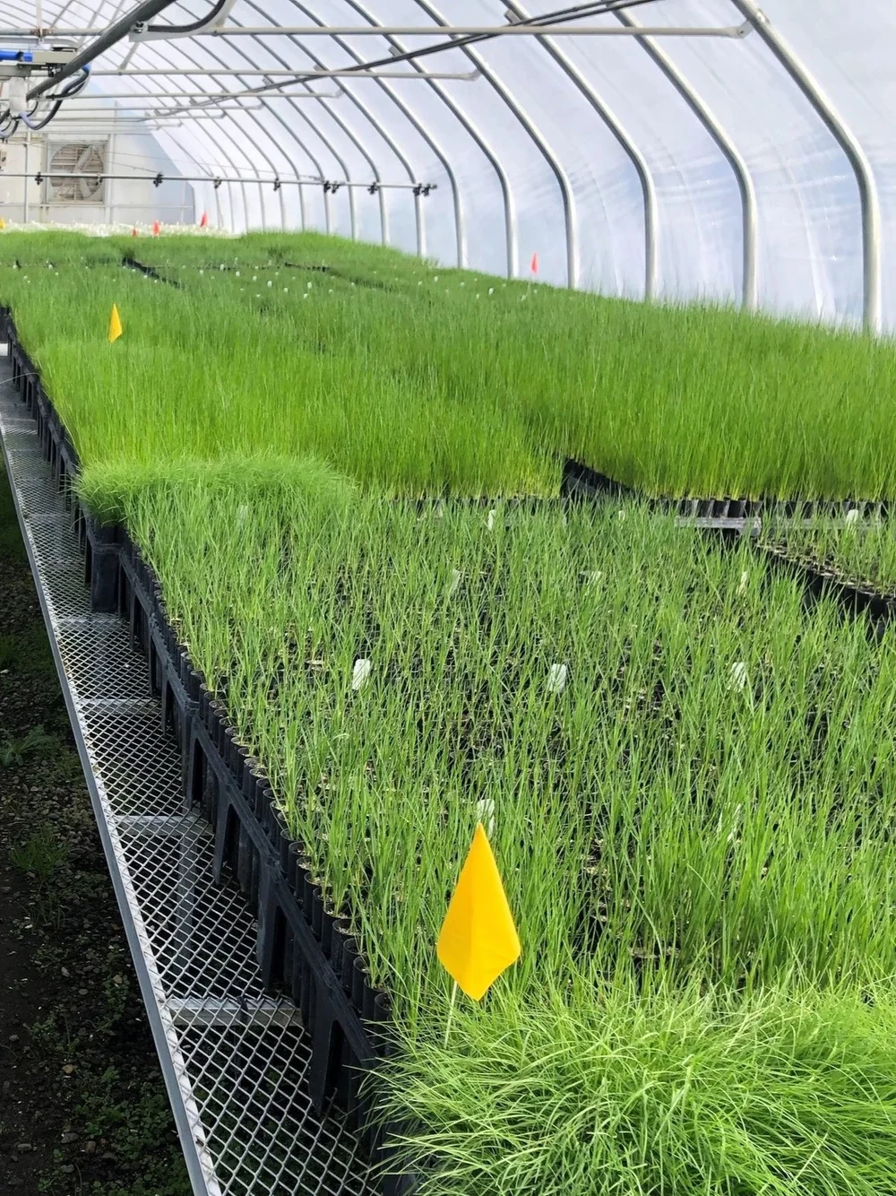 Custom Growing Services — North Fork Native Plants