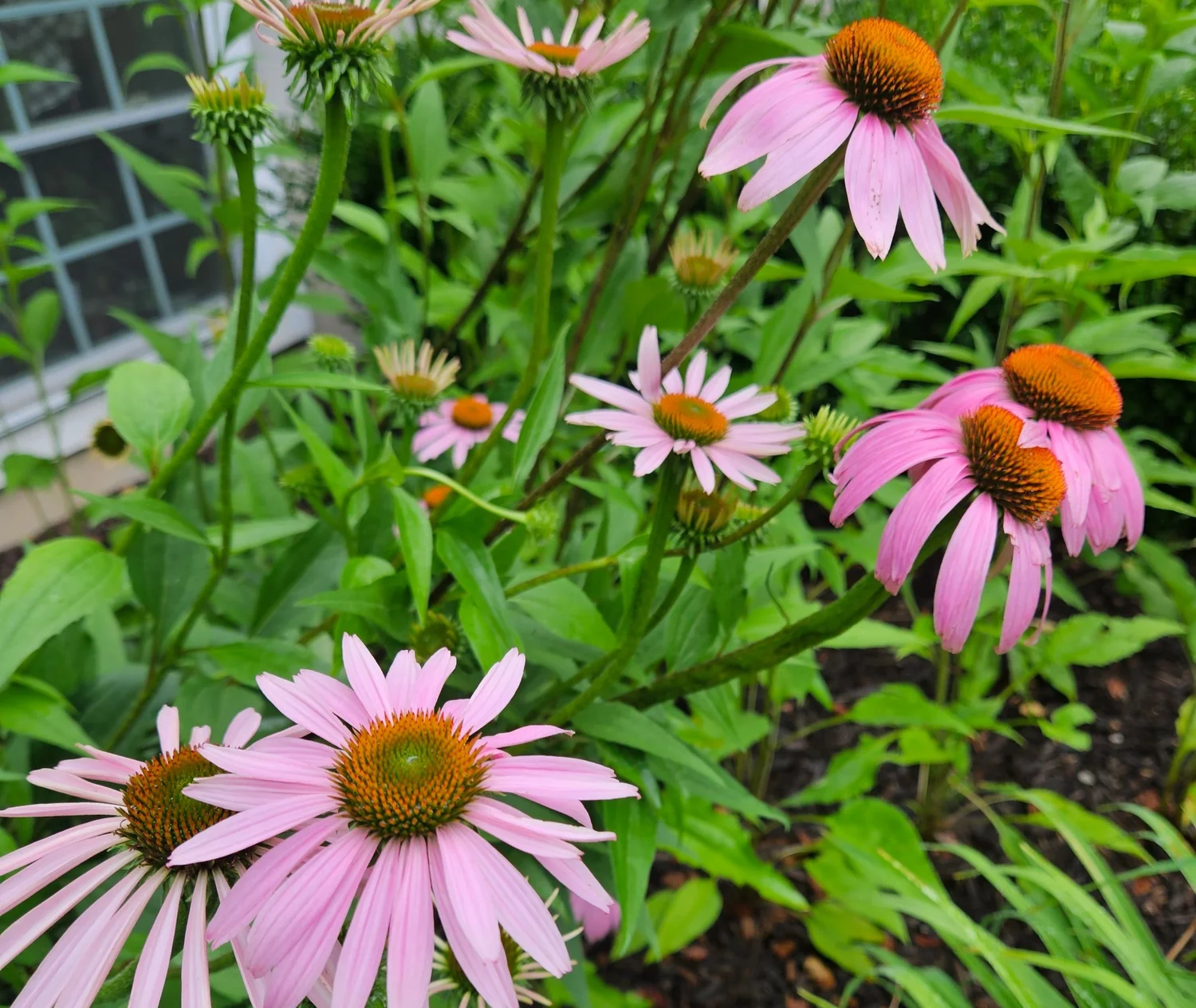 Flower Power: 5 Benefits of Echinacea — Emily Grace Acupuncture | New ...