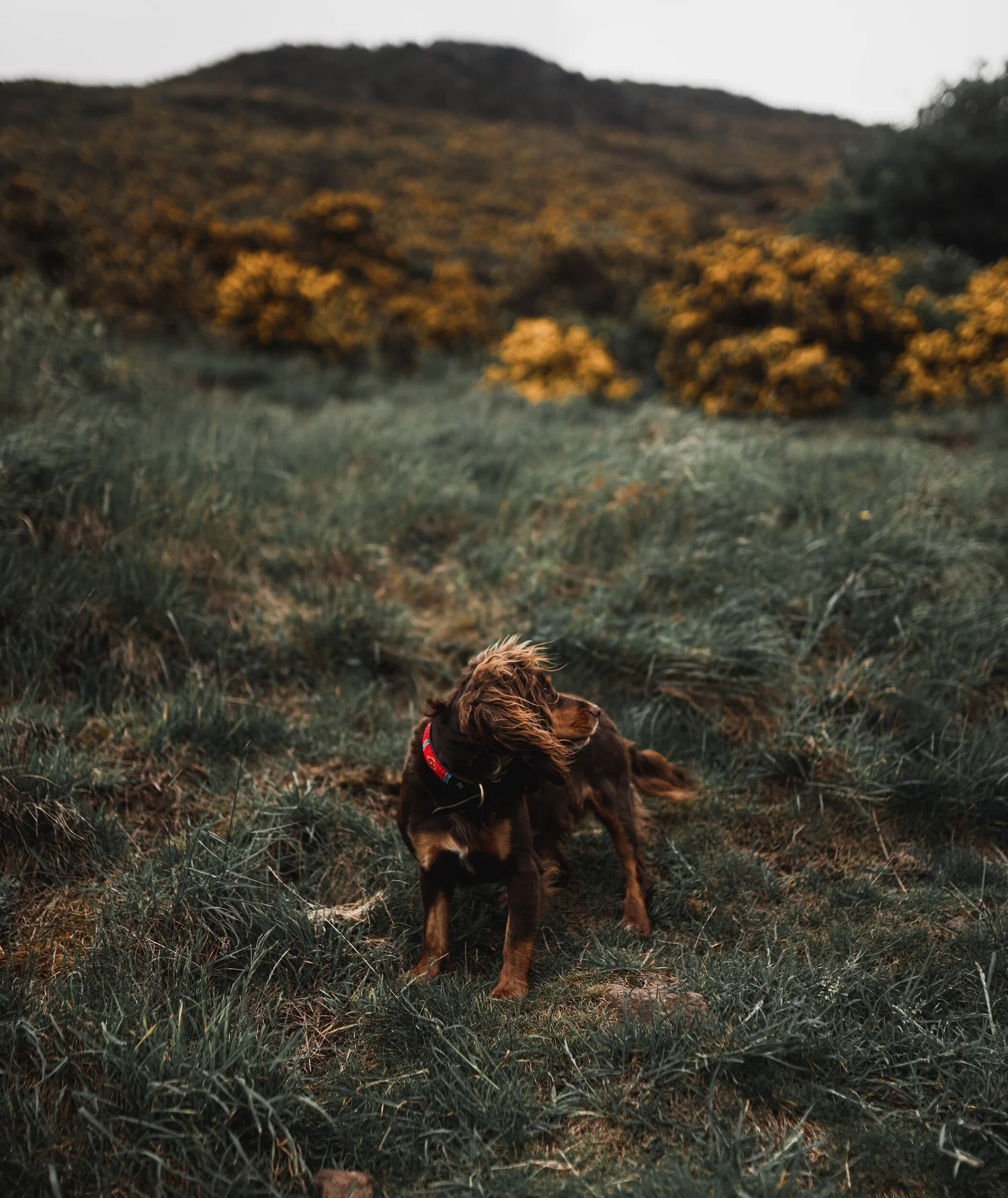 The Marker Training System is the ultimate training program for all dog ...