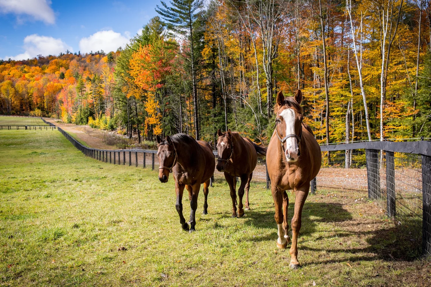 Progressive Off the Track Thoroughbred Aftercare - Putting the Horse ...