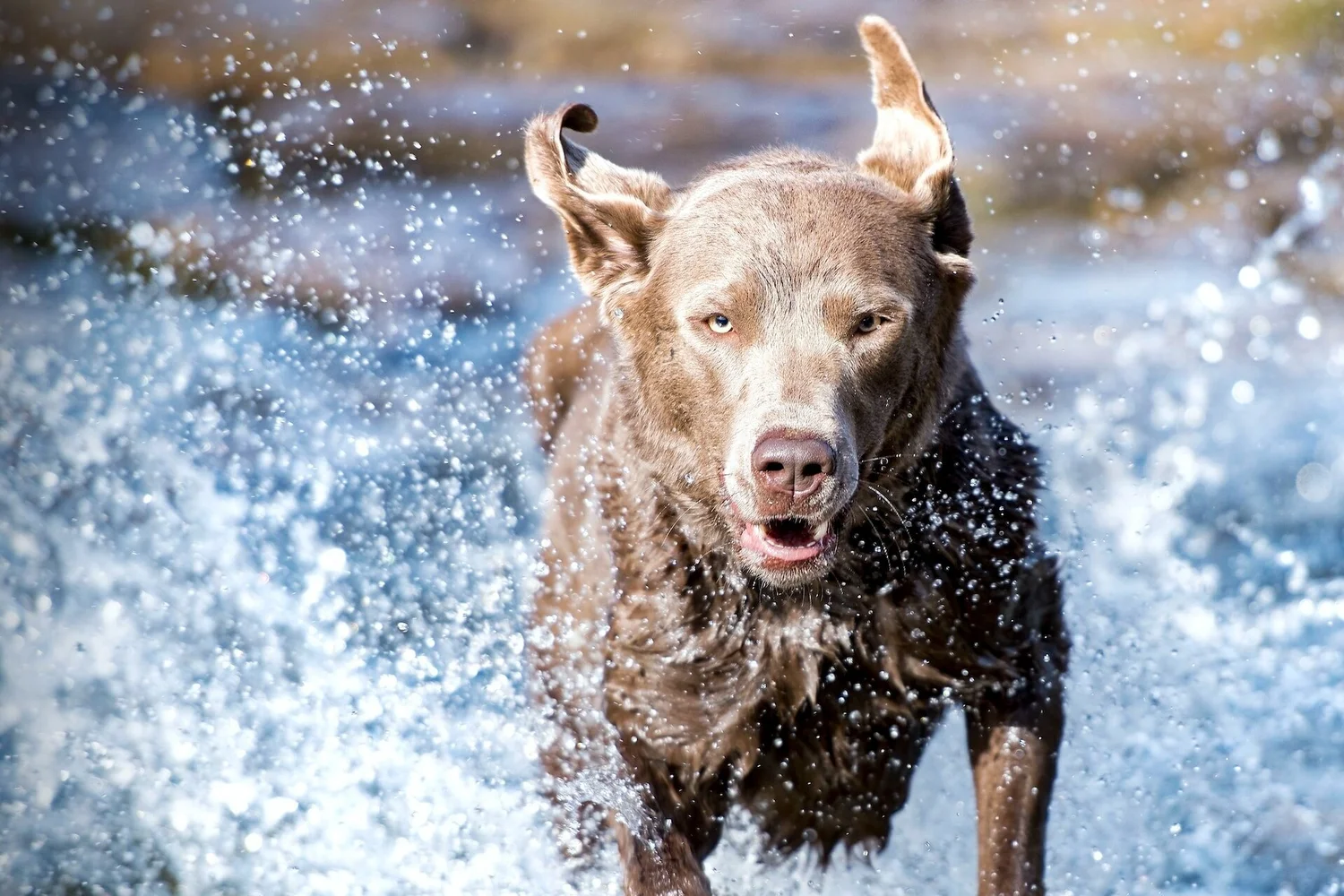 The Marker Training System is the ultimate training program for all dog ...