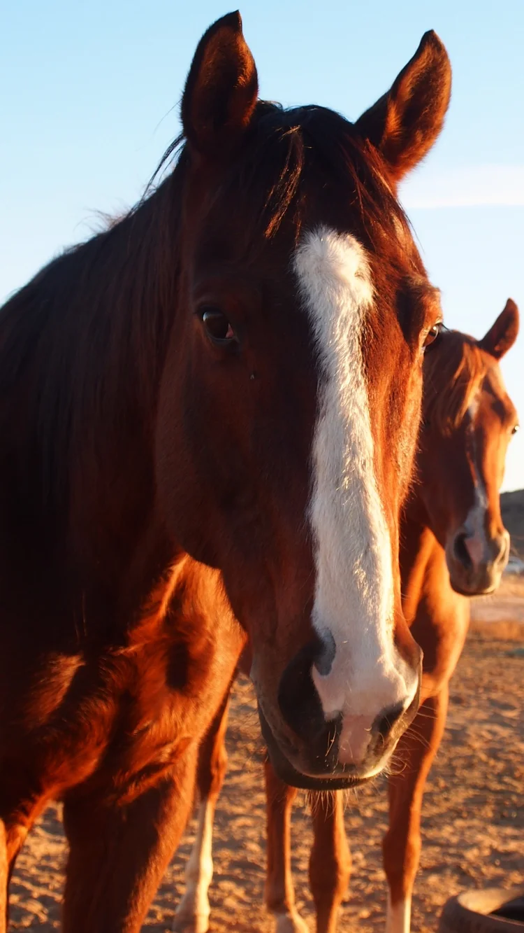 Progressive Off the Track Thoroughbred Aftercare - Putting the Horse ...