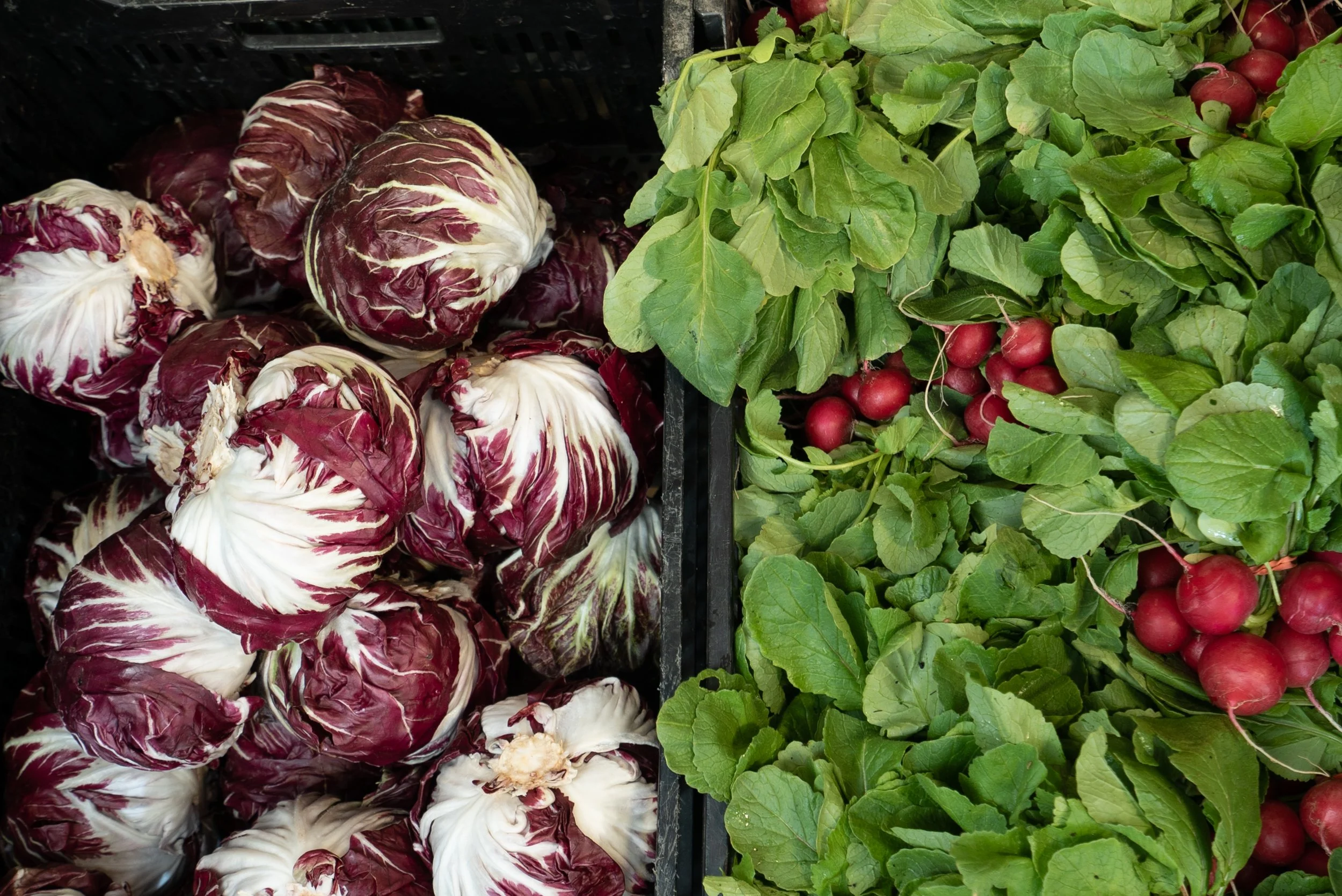 Organic Farm Maryland - Flying Plow Farm — Flying Plow Farm