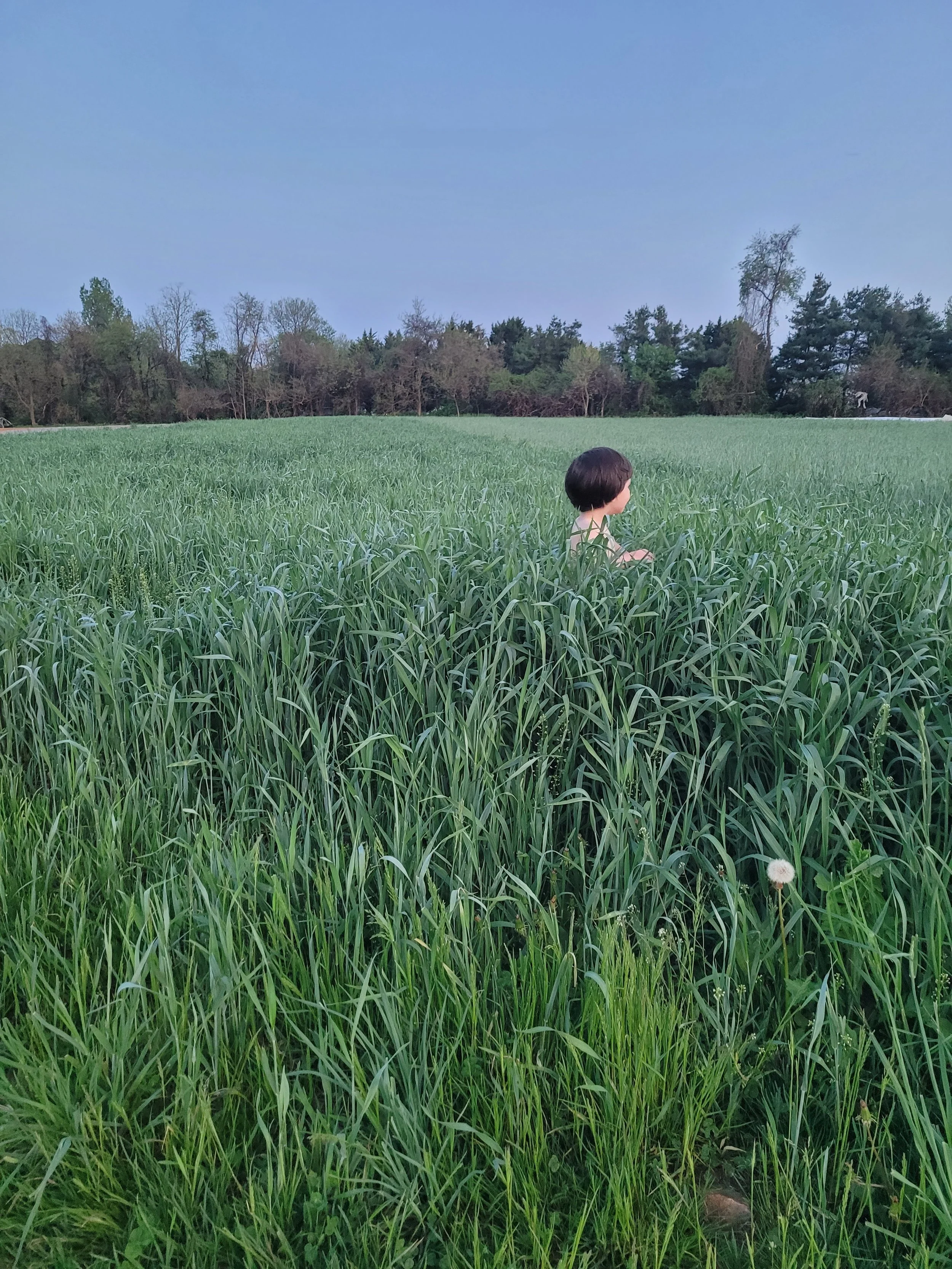 Organic Farm Maryland - Flying Plow Farm — Flying Plow Farm