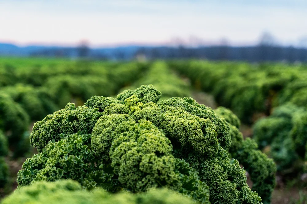Organic Farm Maryland - Flying Plow Farm — Flying Plow Farm