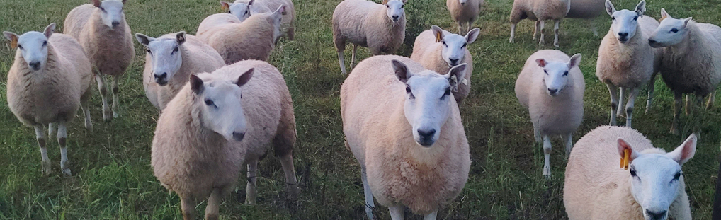 Organic Farm Cecil County MD - Flying Plow Farm — Flying Plow Farm