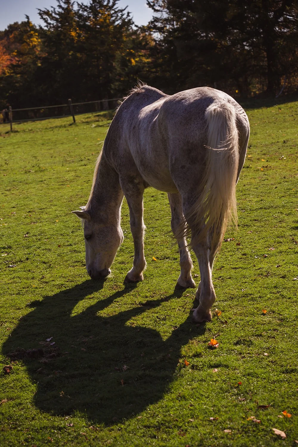 Stable Grounds Therapeutic Farm Sanctuary