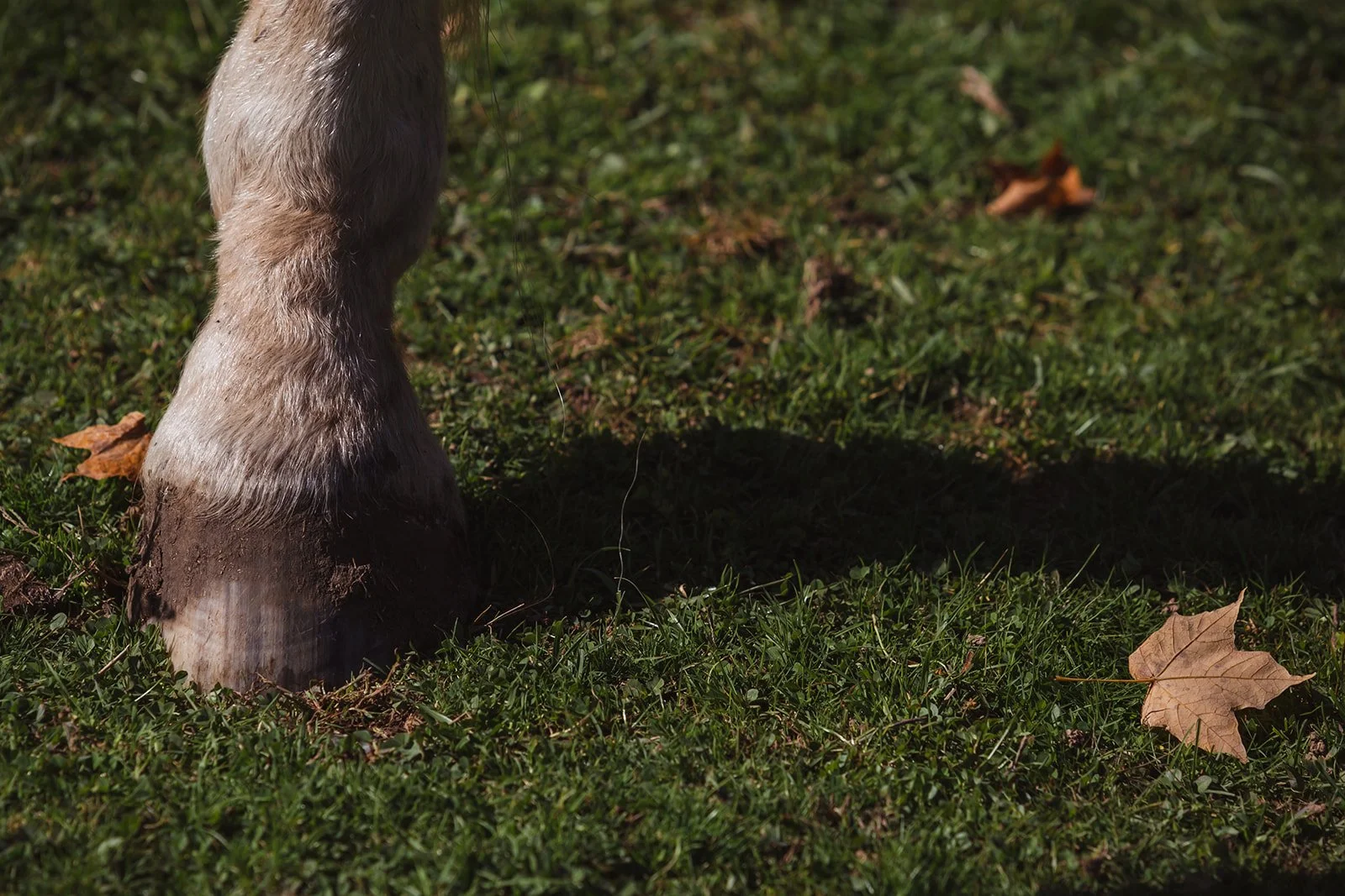 Mandy the Horse — Stable Grounds Sanctuary