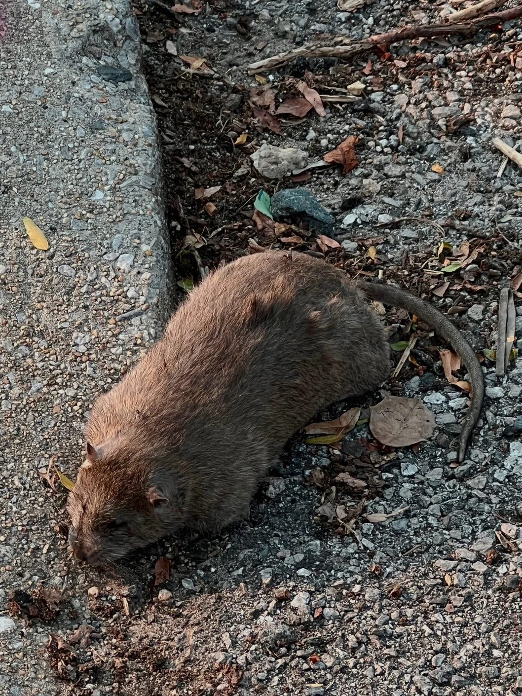 Lonely Motel (2017) Fine Art Giclee Print — DAN BELL / Photos / Art ...