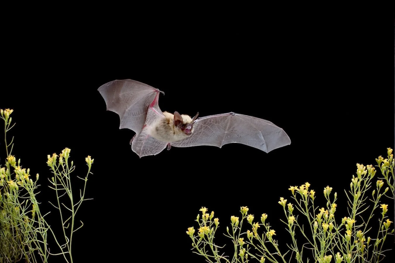Meet Washington's Bats | Bats Northwest