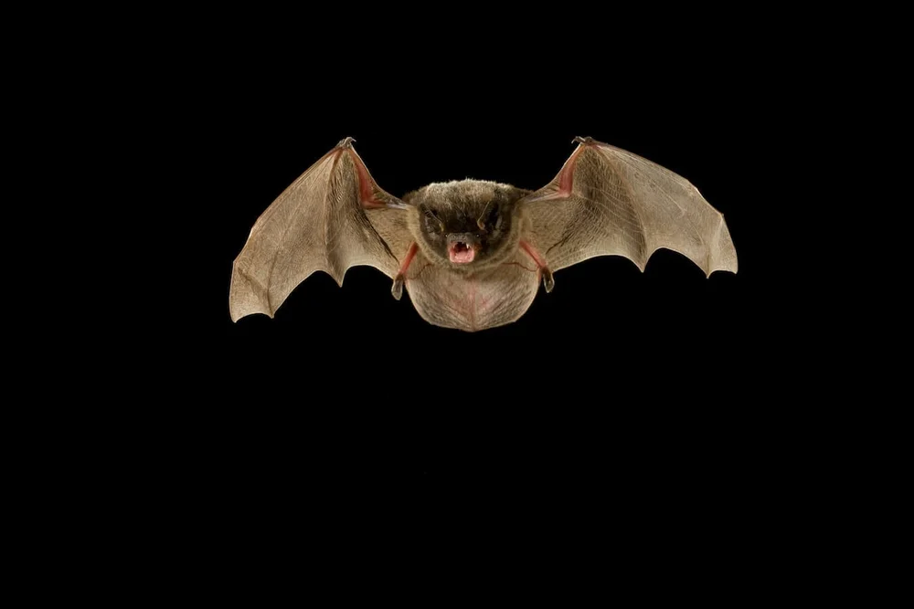 Meet Washington's Bats | Bats Northwest