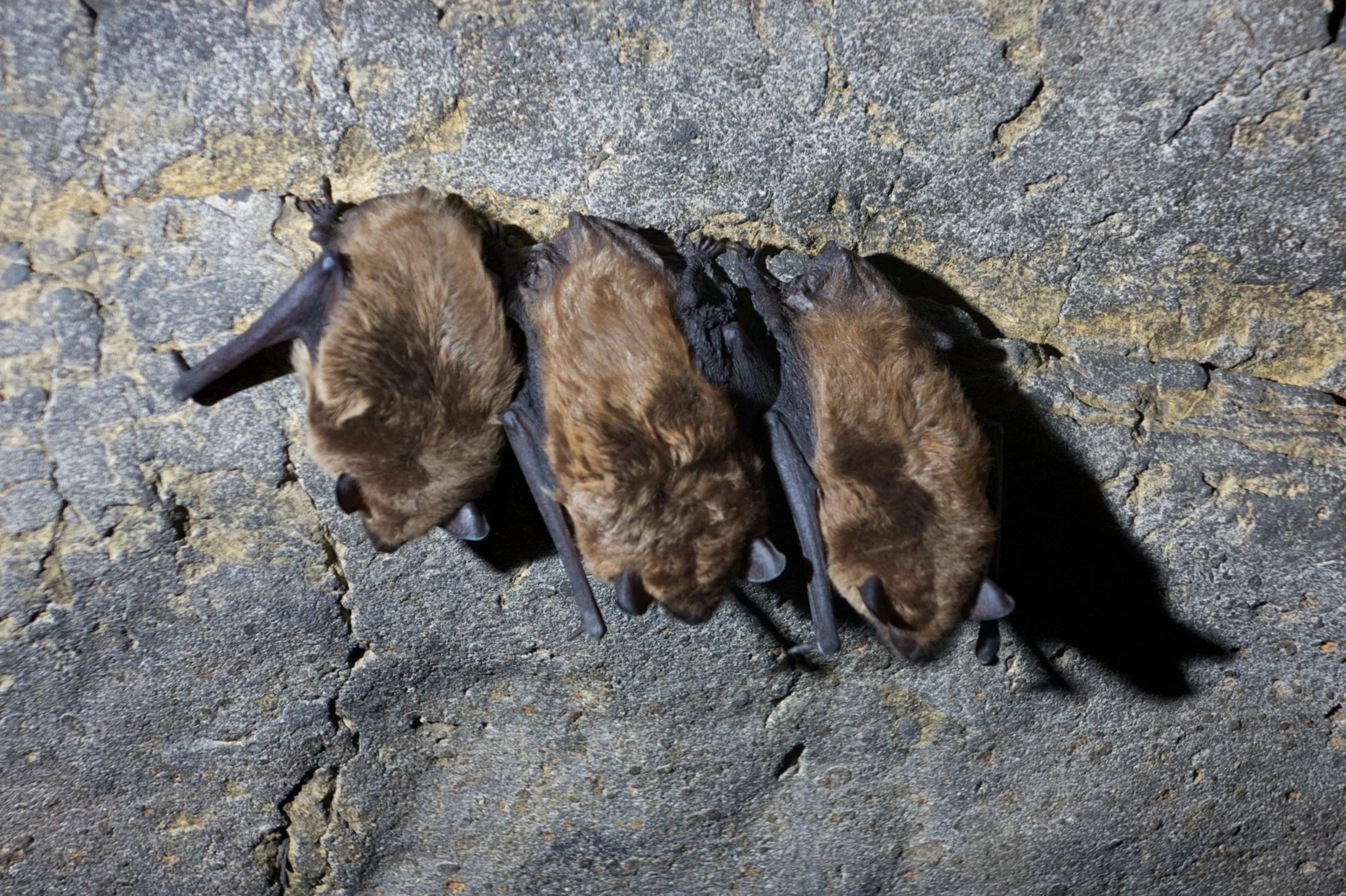 Facts & Myths | Bats Northwest