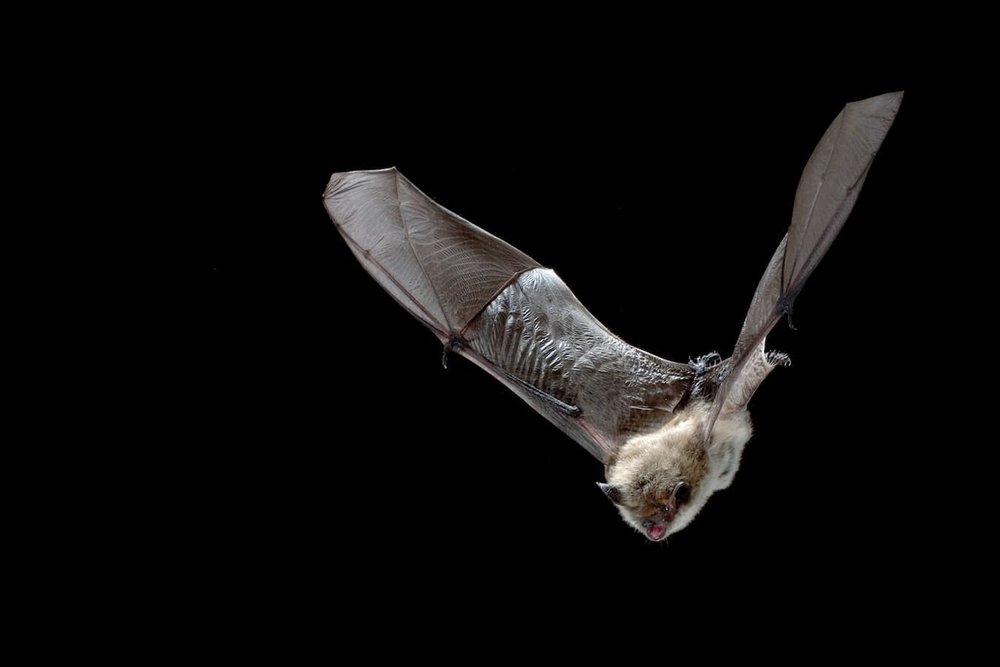 Meet Washington's Bats | Bats Northwest