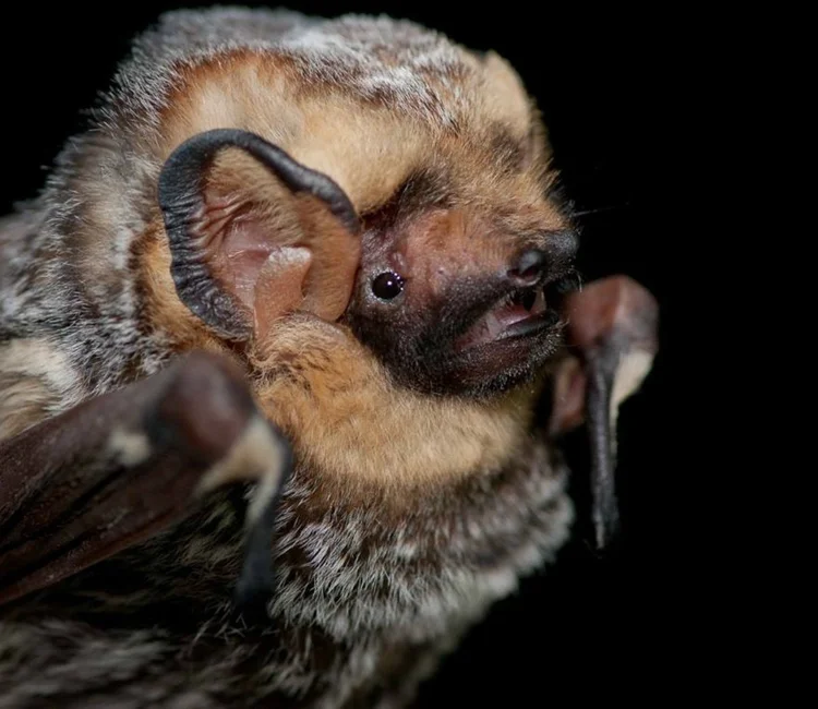 Facts & Myths | Bats Northwest