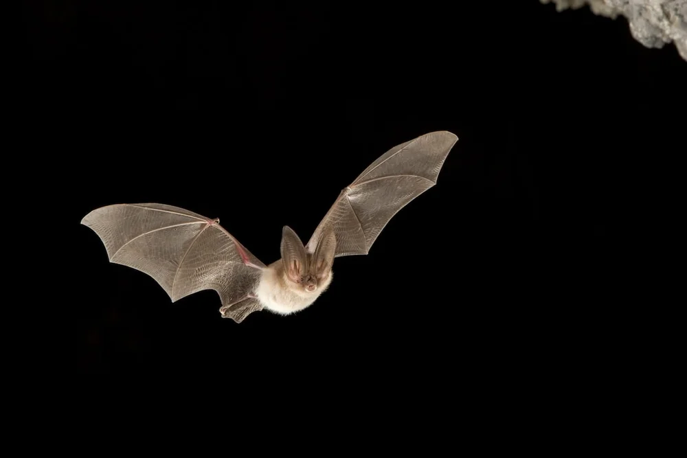 Meet Washington's Bats | Bats Northwest