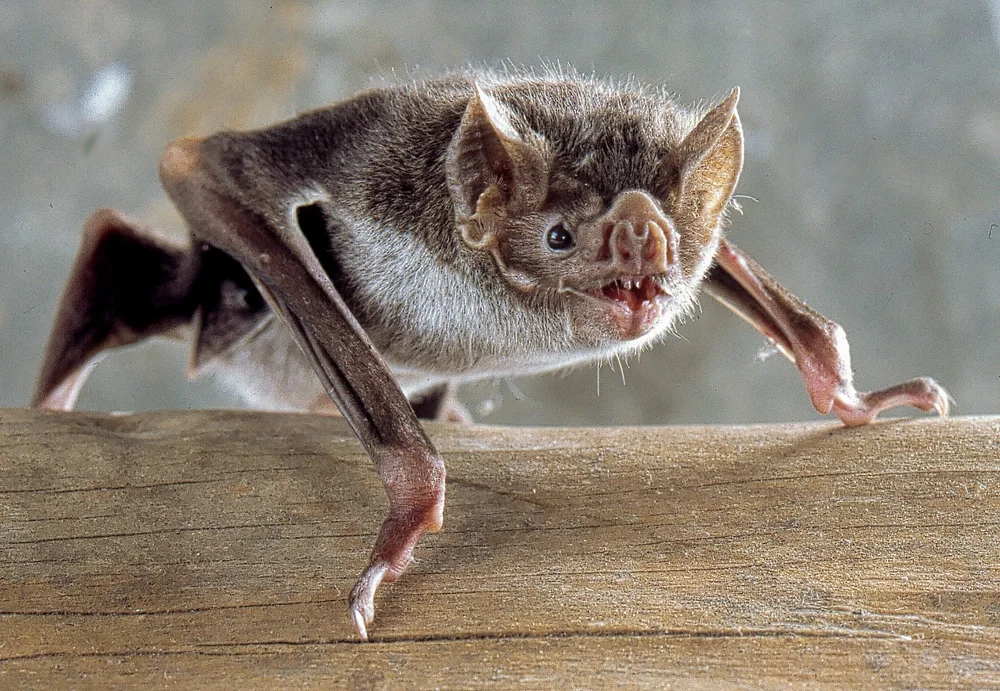 Facts & Myths | Bats Northwest