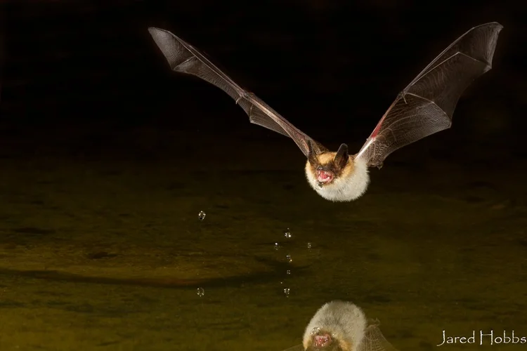 Bat Habitat | Bats Northwest
