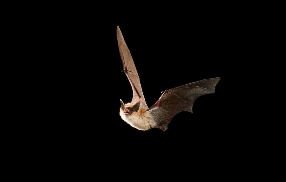 Meet Washington's Bats | Bats Northwest