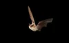 Meet Washington's Bats | Bats Northwest