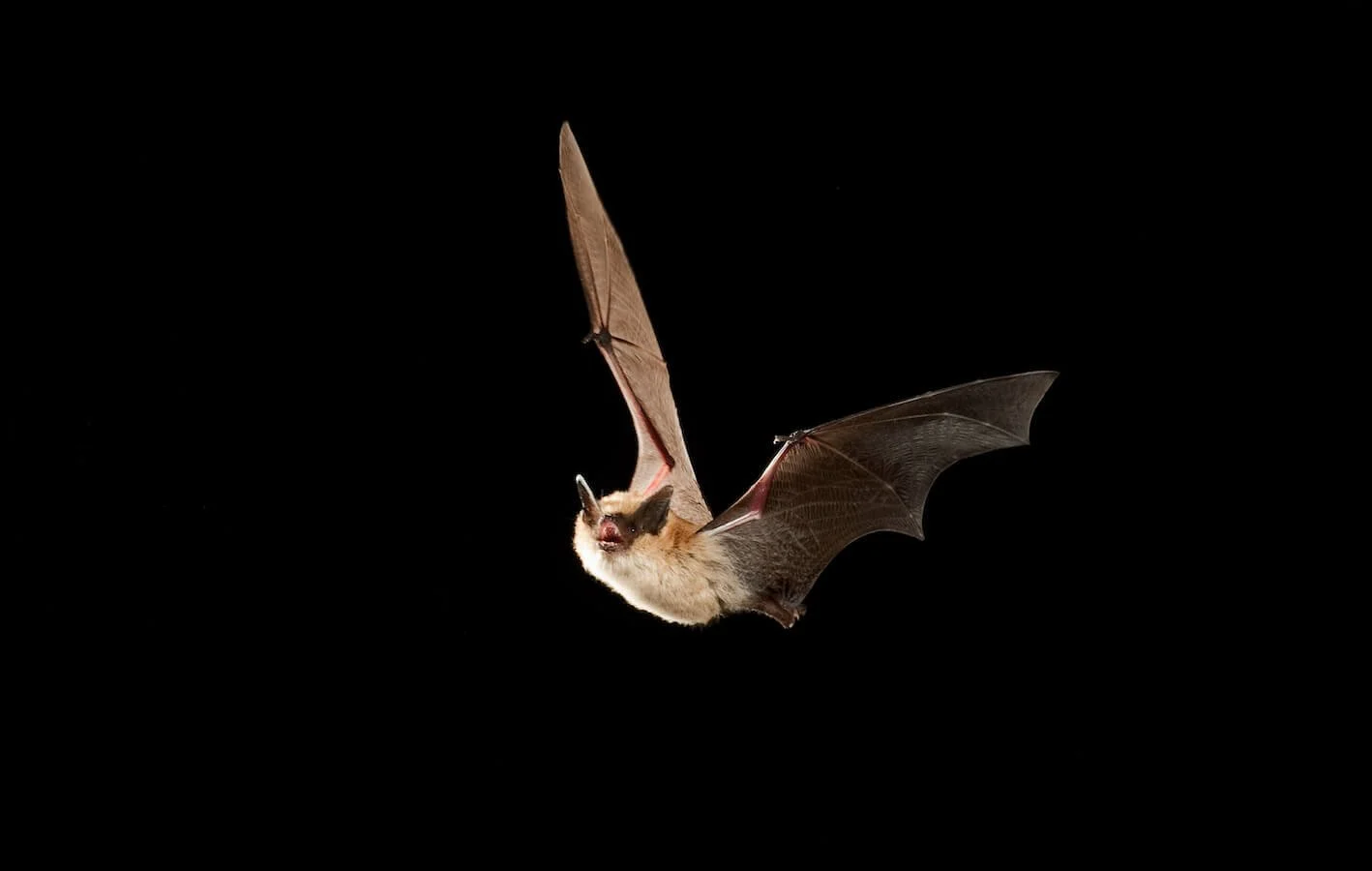 Meet Washington's Bats | Bats Northwest