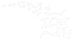 Bat Habitat | Bats Northwest