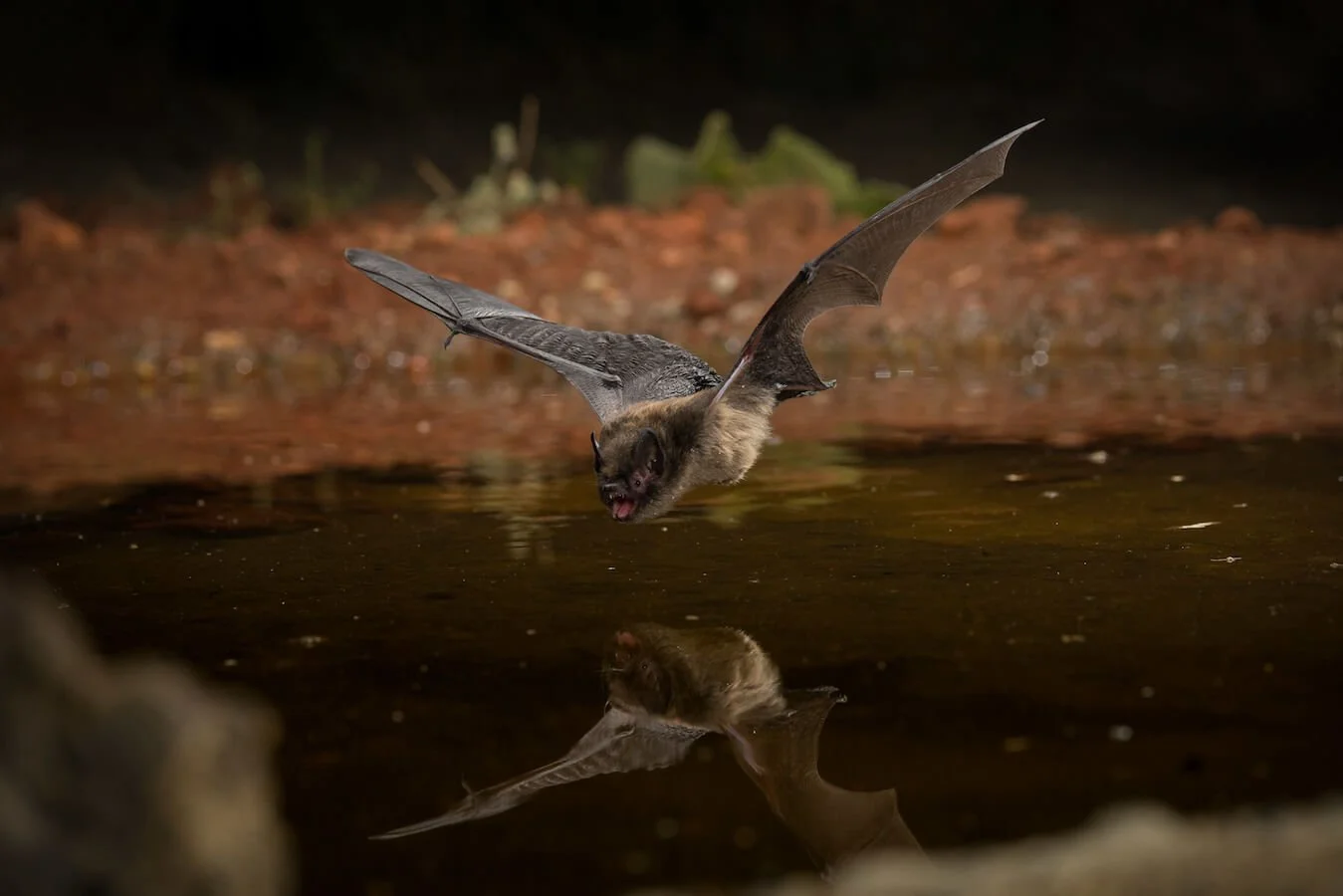 Meet Washington's Bats | Bats Northwest