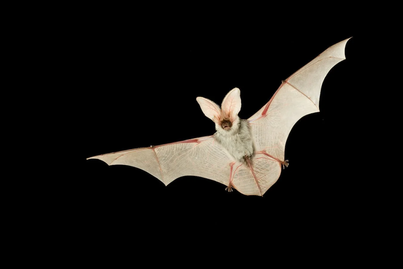 Meet Washington's Bats | Bats Northwest