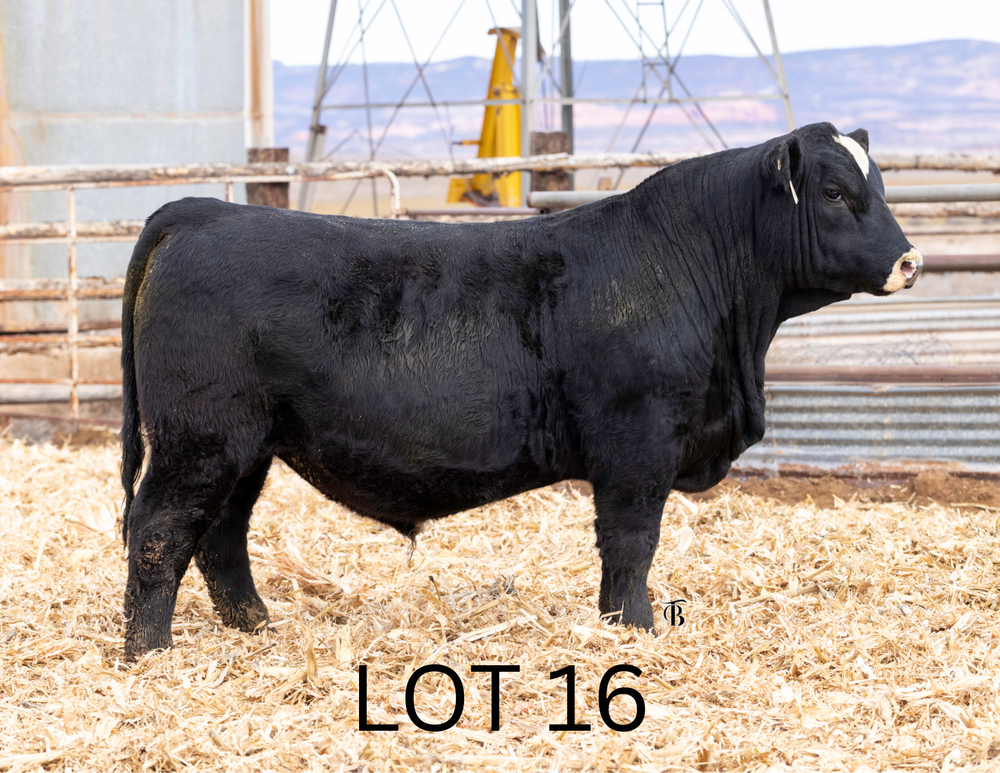Bull Sale — Lyman Livestock