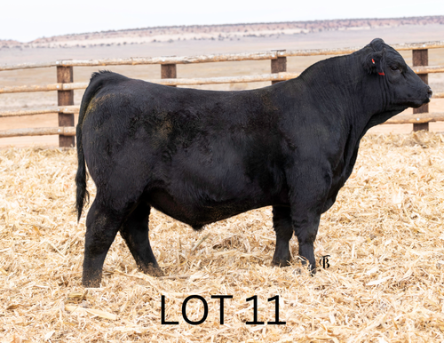 Bull Sale — Lyman Livestock