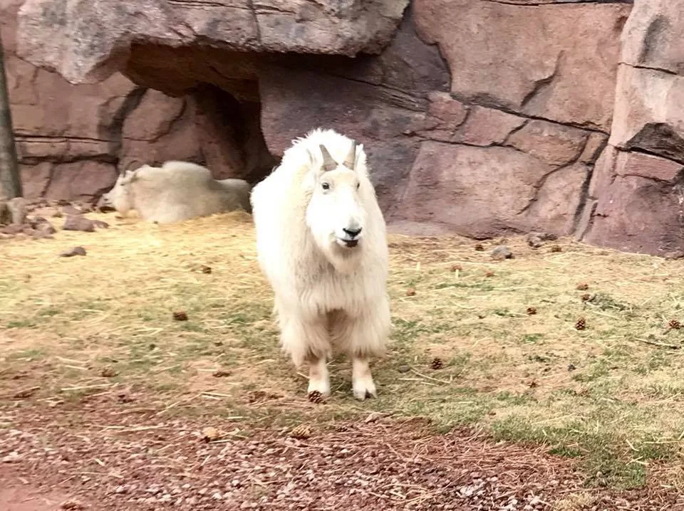 Bearizona-Wildlife Park-Williams, AZ — Imagine To Expedition