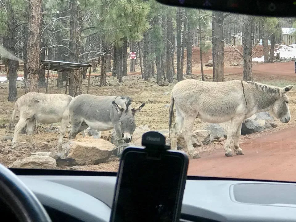 Bearizona-Wildlife Park-Williams, AZ — Imagine To Expedition