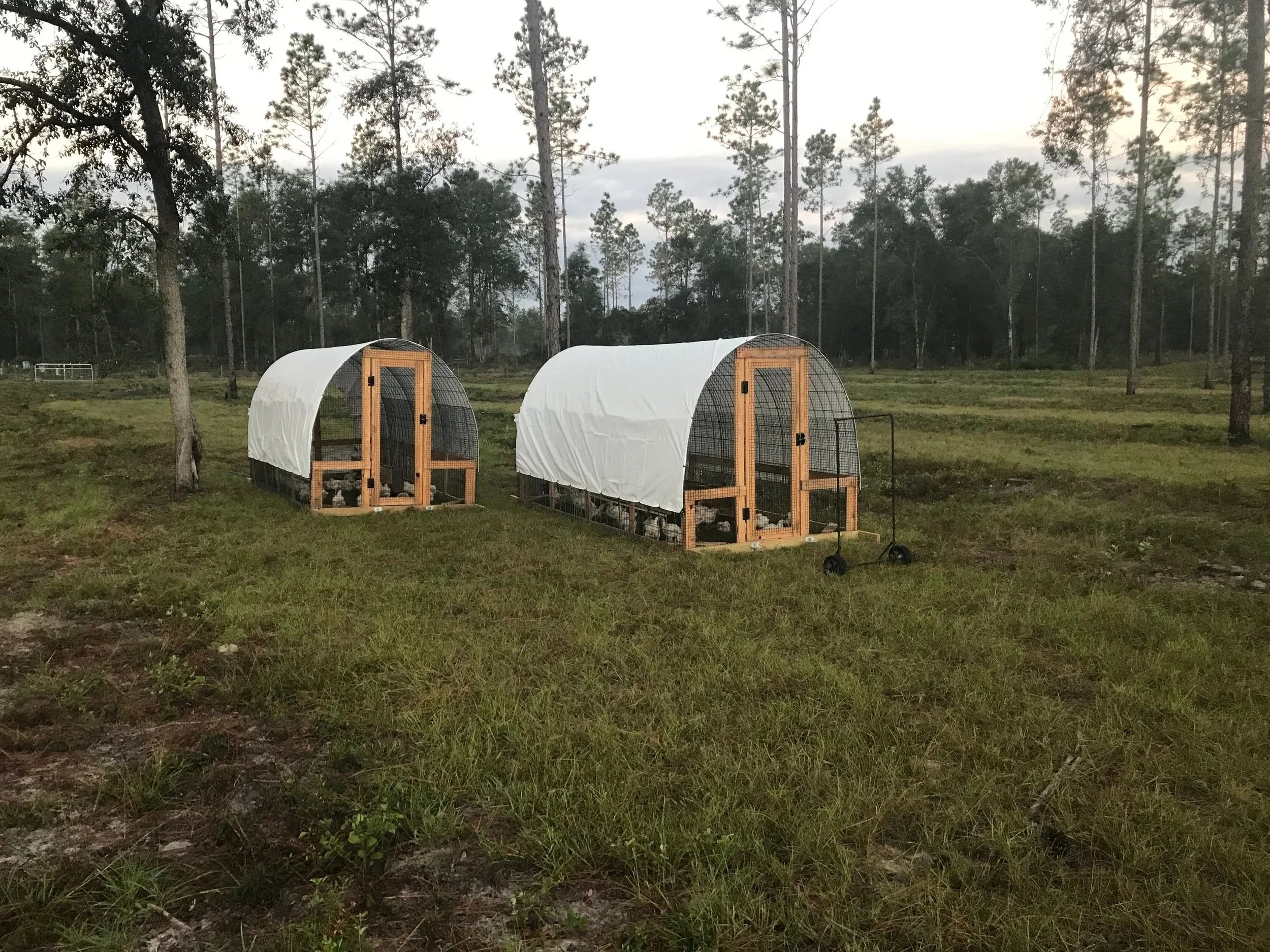 Practices | No Hormones | No Antibiotics — Longleaf Pasture Farm