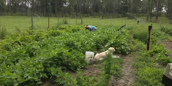 Longleaf Pasture Farm | Organic & Sustainable Products | Jasper, FL