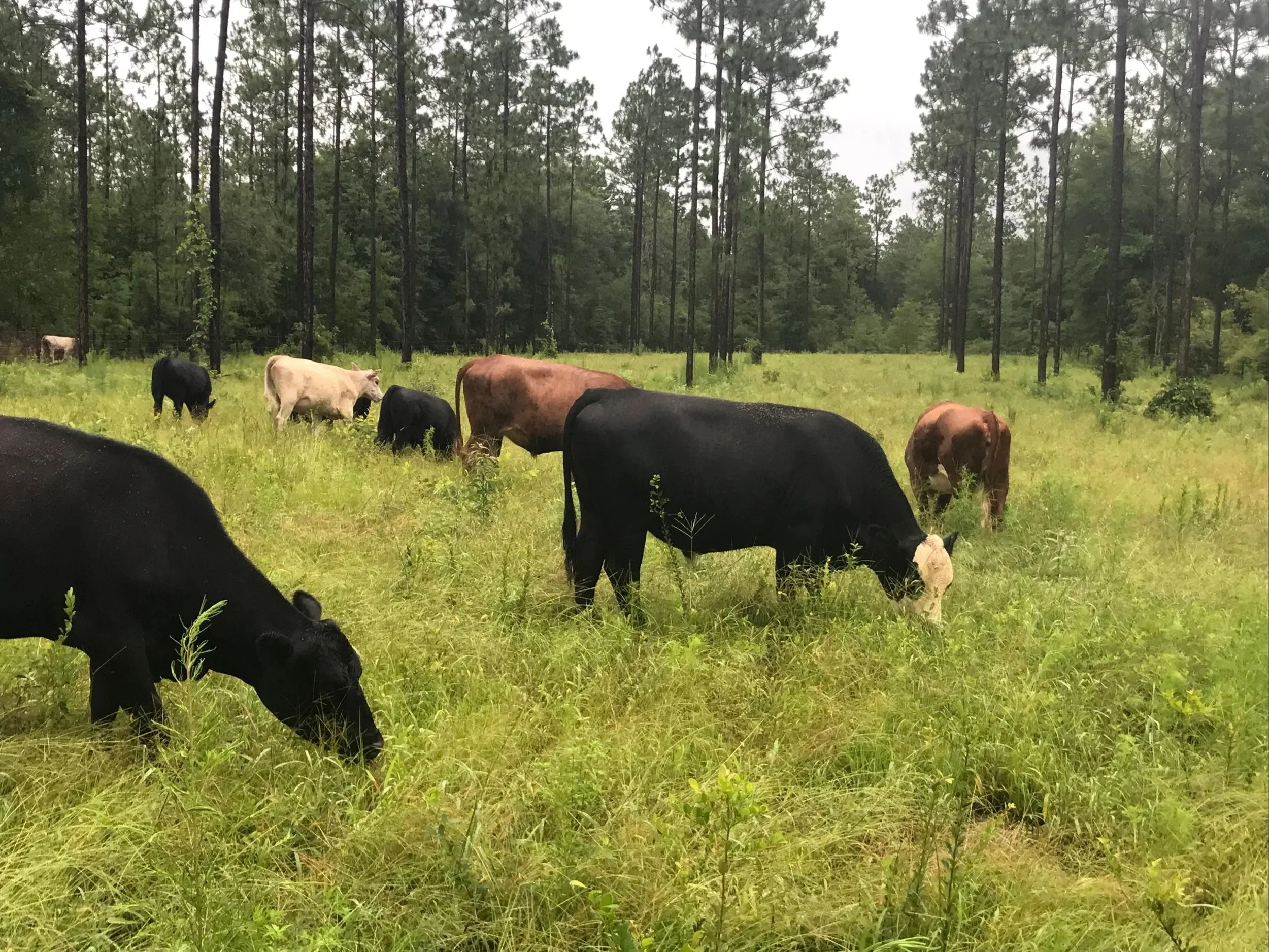Longleaf Pasture Farm | Organic & Sustainable Products | Jasper, FL