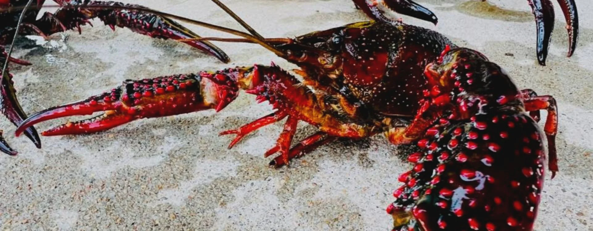 ANNUAL BUG BASH — The Bayou Bandit