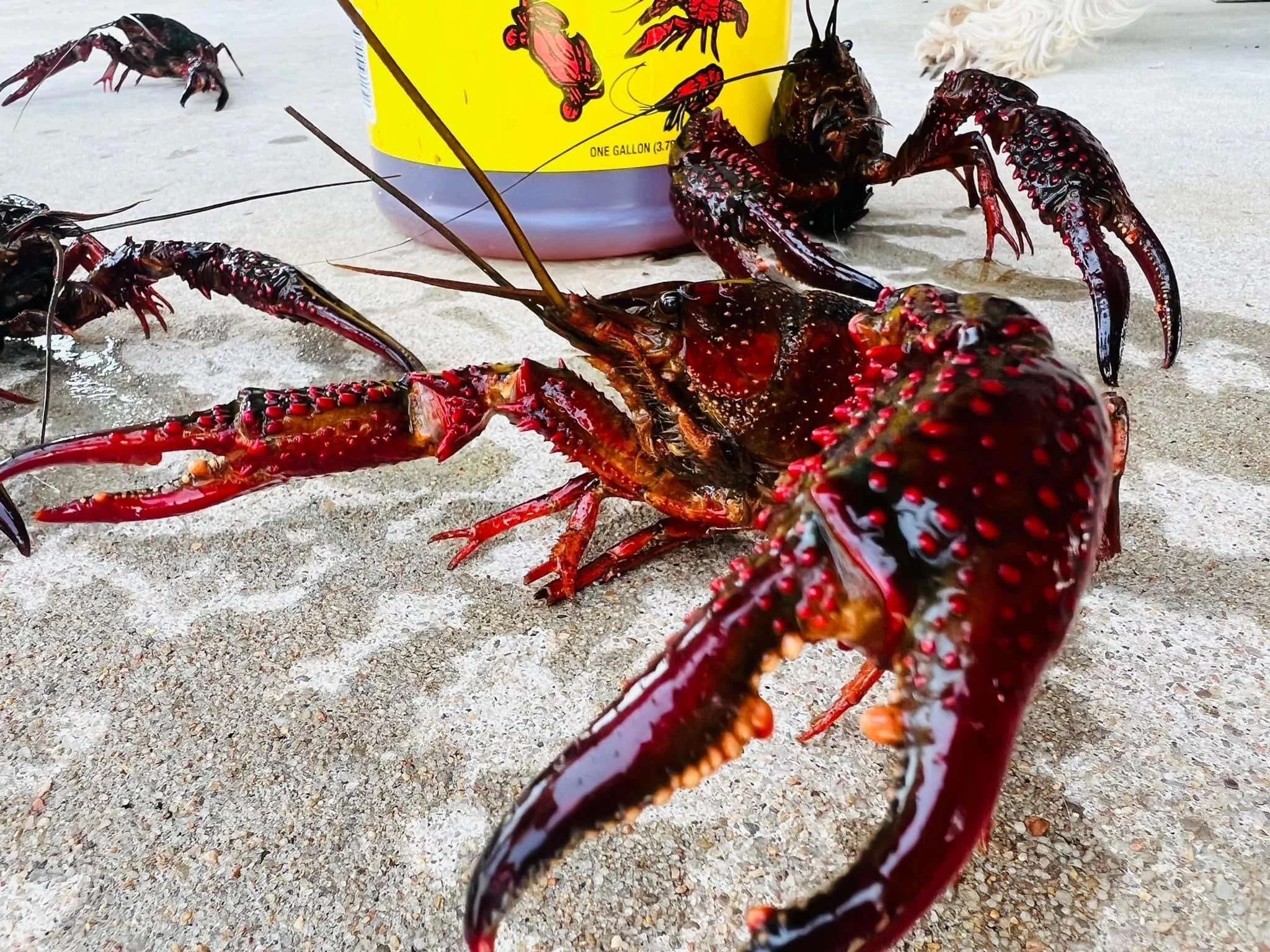 ANNUAL BUG BASH — The Bayou Bandit