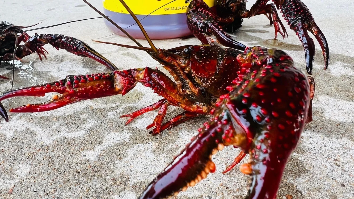 How-to Order & Care for Crawfish — The Bayou Bandit