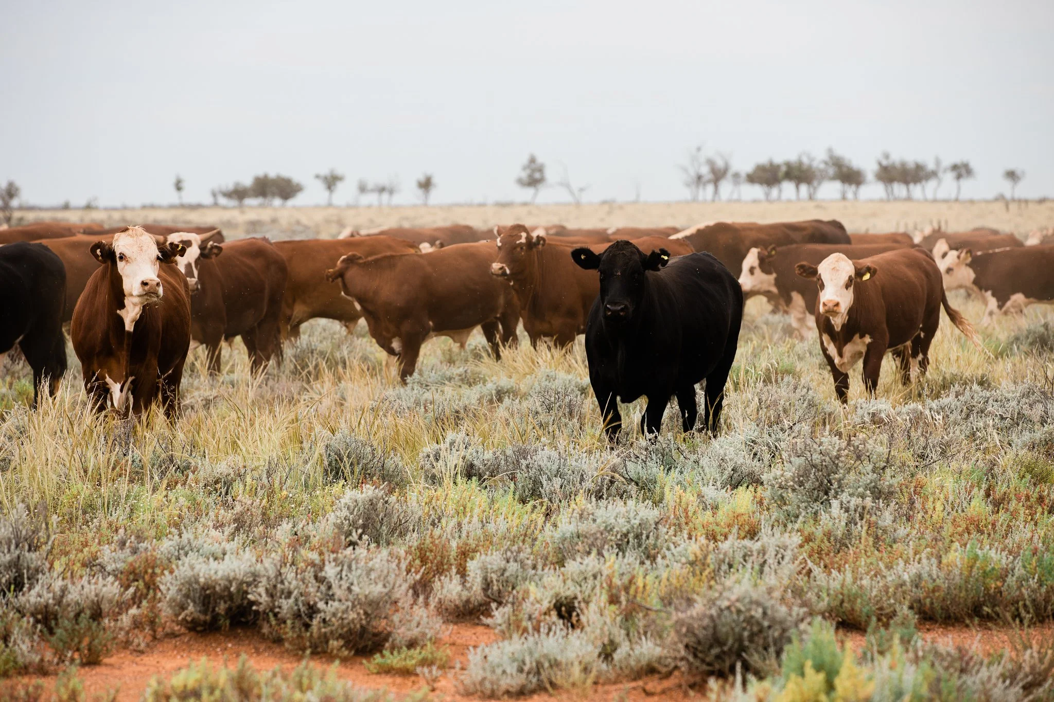 Sturt Vale Pastoral