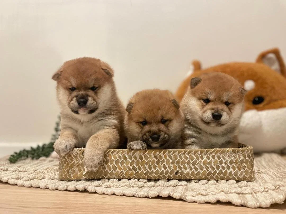 Services — Mashumarosou マシュマロ