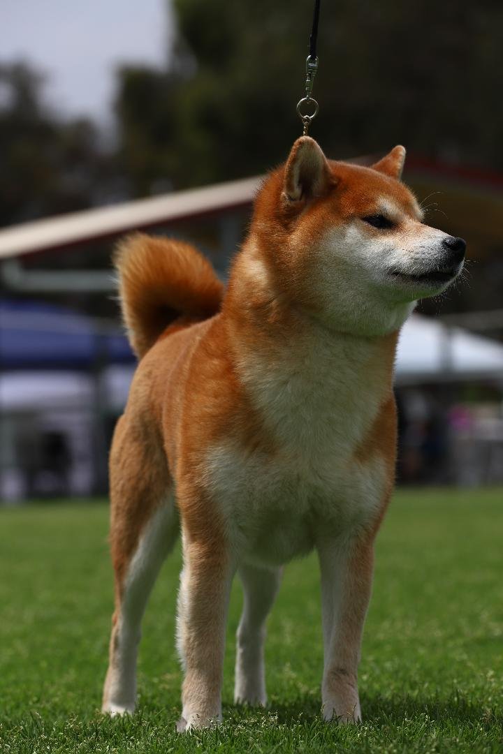 Our boys — Mashumarosou マシュマロ