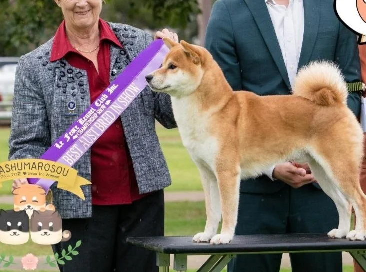 Our boys — Mashumarosou マシュマロ