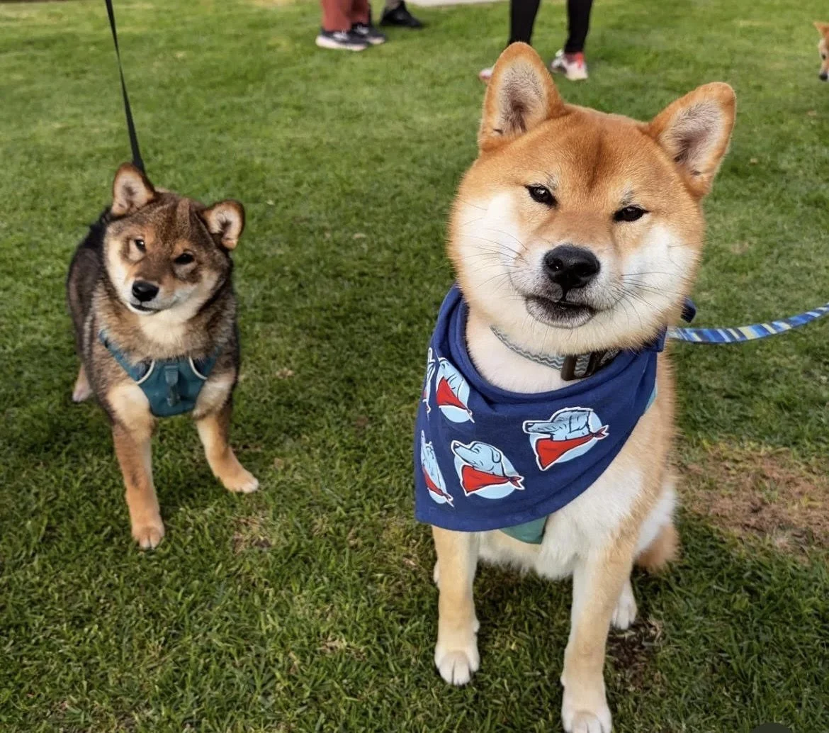 Shibas' Catch-Up Day — Mashumarosou マシュマロ