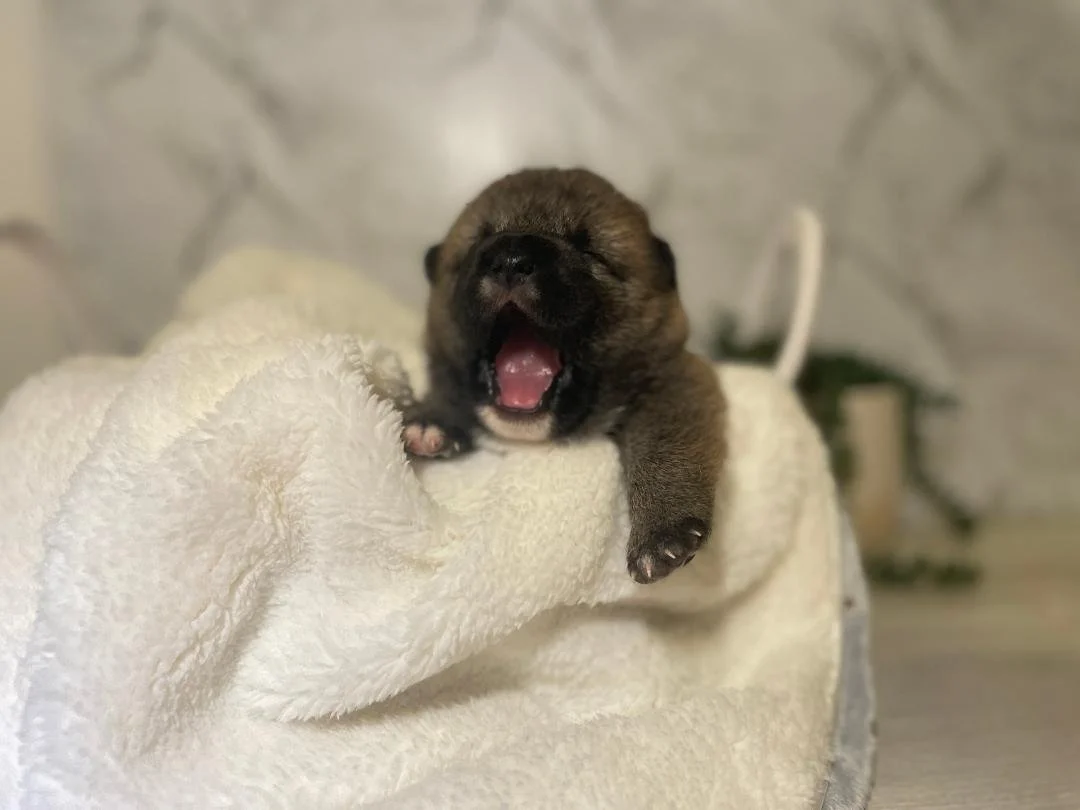 Services — Mashumarosou マシュマロ