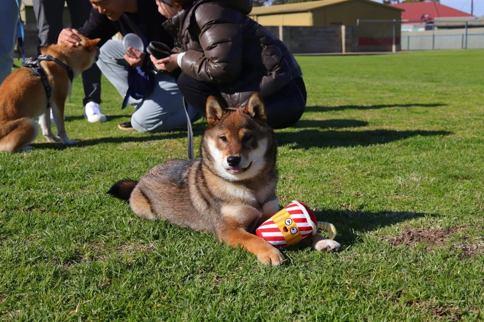 Shibas' Catch-Up Day — Mashumarosou マシュマロ