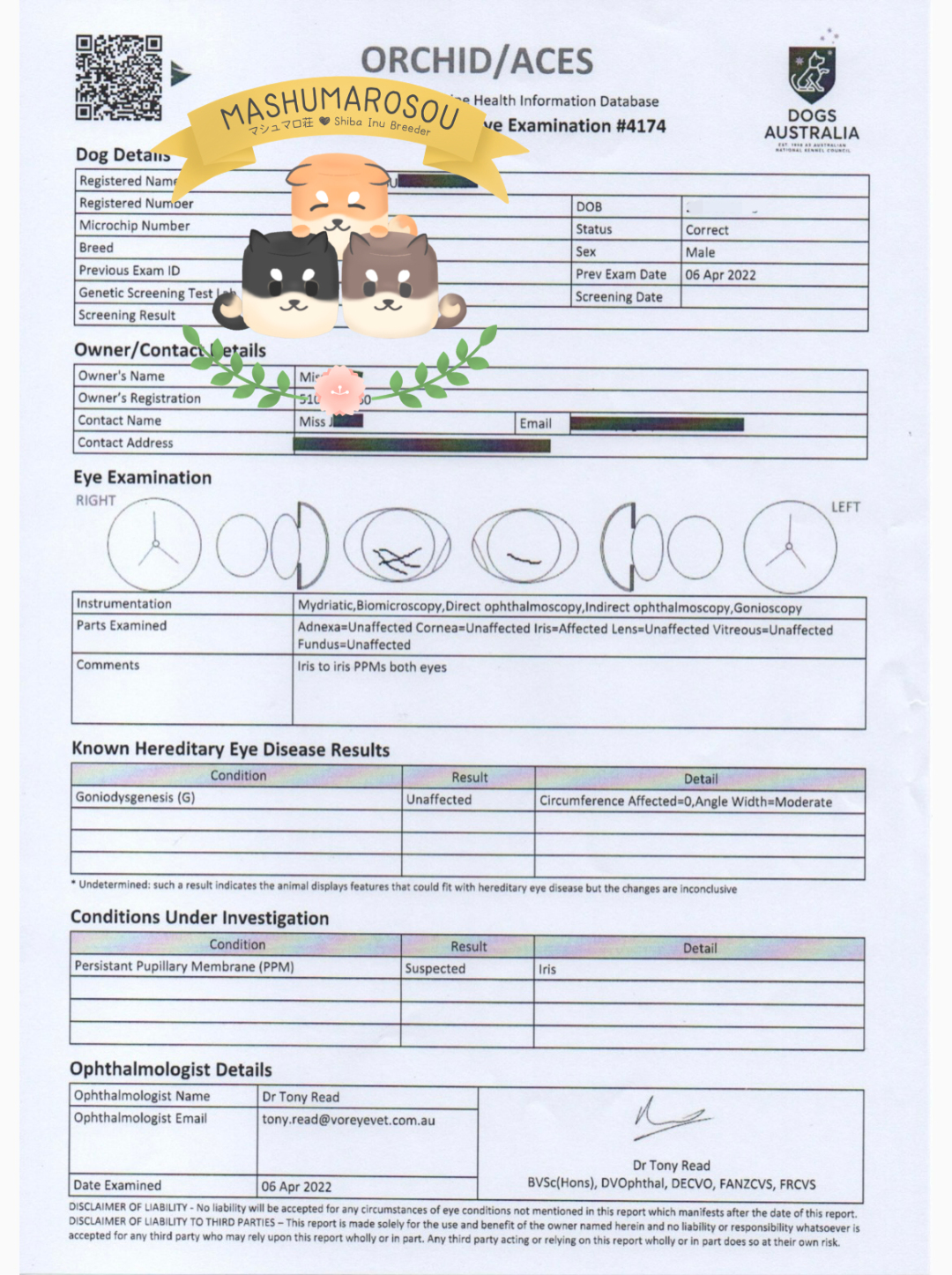 Intro — Mashumarosou マシュマロ