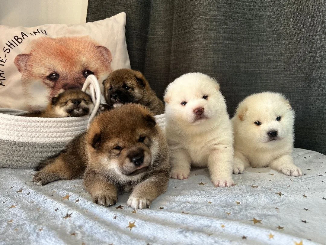 Services — Mashumarosou マシュマロ