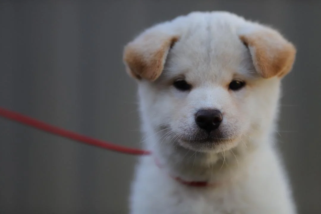 Colour & Coat — Mashumarosou マシュマロ